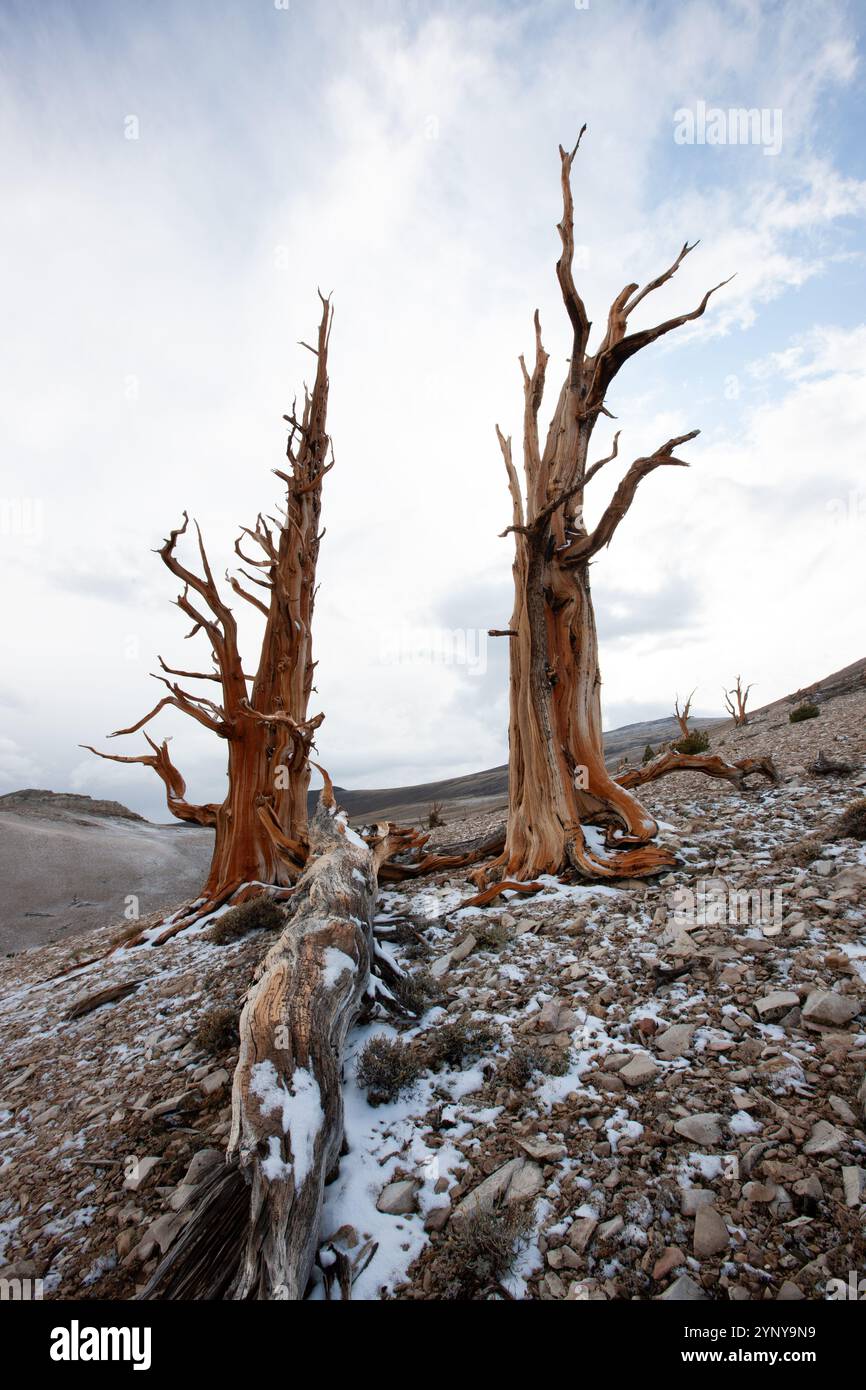 Bristlecone Pine trees, Pinus longaeva, Patriarch Grove, White ...
