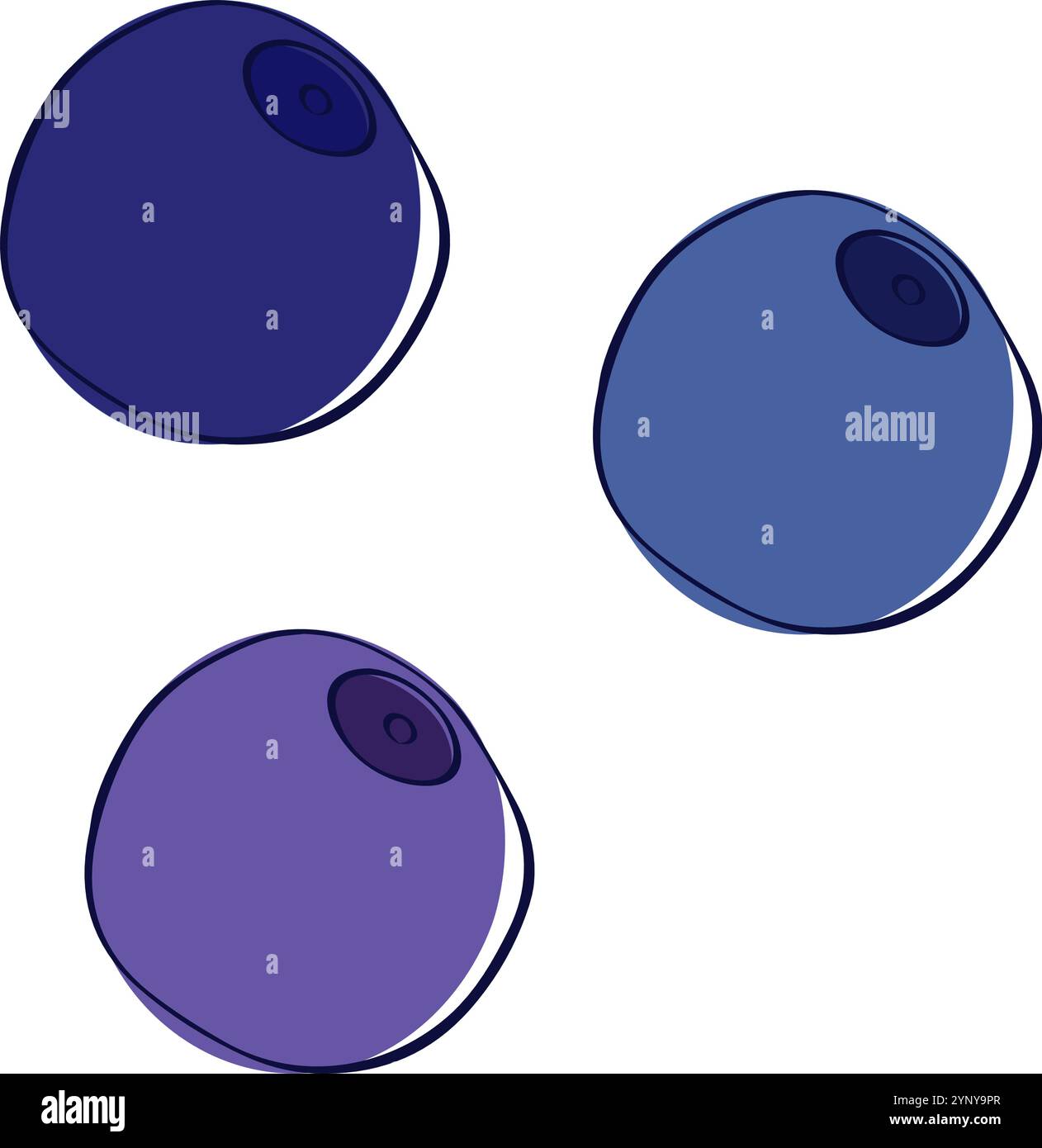 Blueberry graphic line vector illustration isolated on white ...