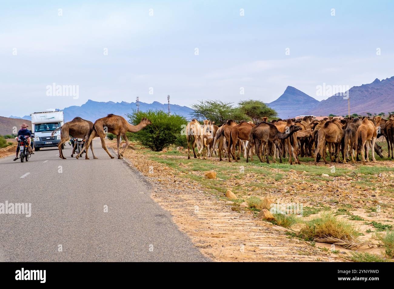 Typical scenery and camels on the road to Tata in Tata Province, Souss ...