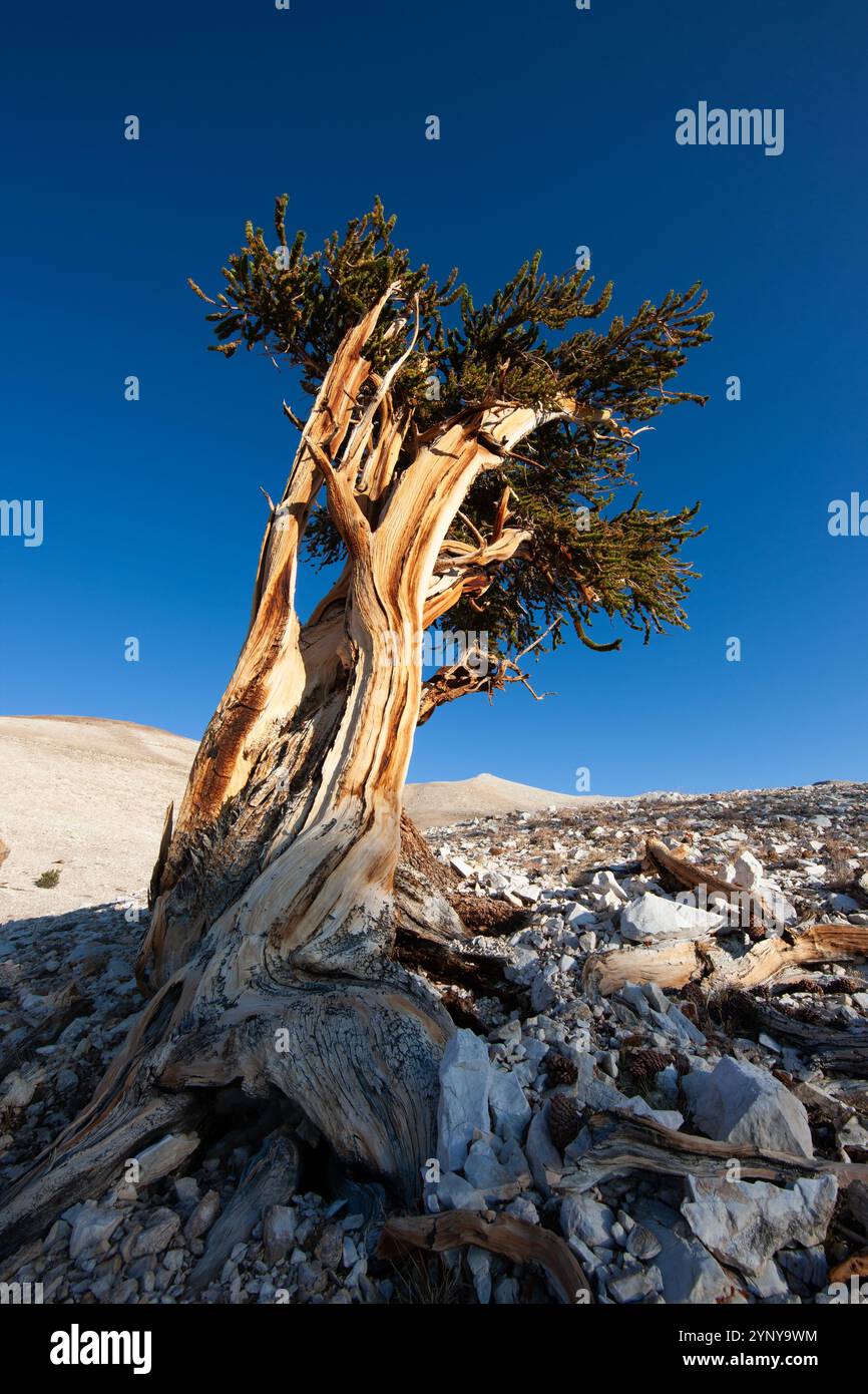 Bristlecone Pine trees, Pinus longaeva, Patriarch Grove, White ...