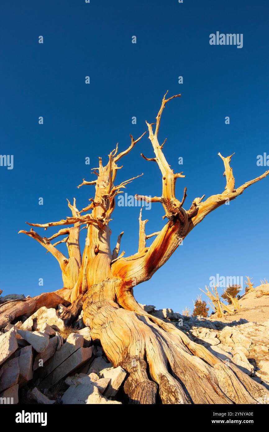 Bristlecone Pine trees, Pinus longaeva, Patriarch Grove, White ...