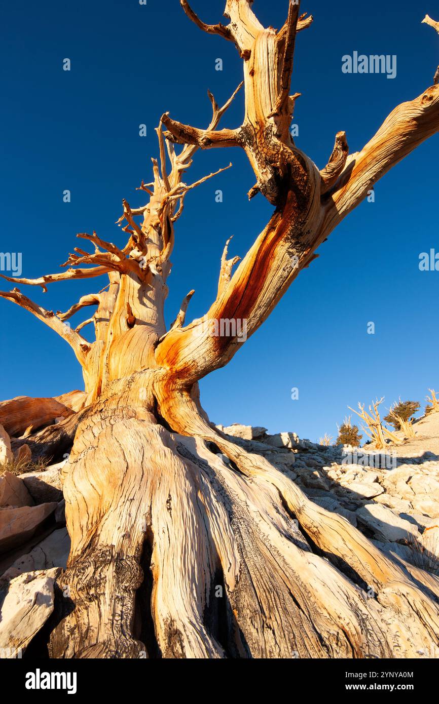 Bristlecone Pine trees, Pinus longaeva, Patriarch Grove, White Mountains of California Stock ...