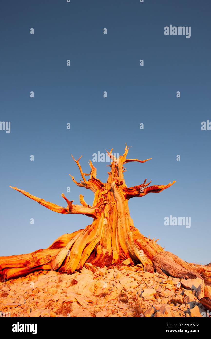 Bristlecone Pine trees, Pinus longaeva, Patriarch Grove, White ...