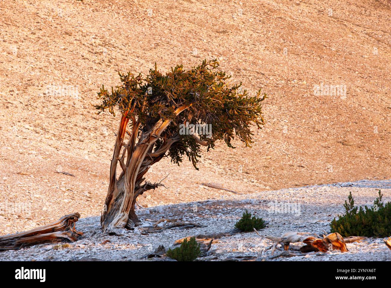 Bristlecone Pine trees, Pinus longaeva, Patriarch Grove, White ...