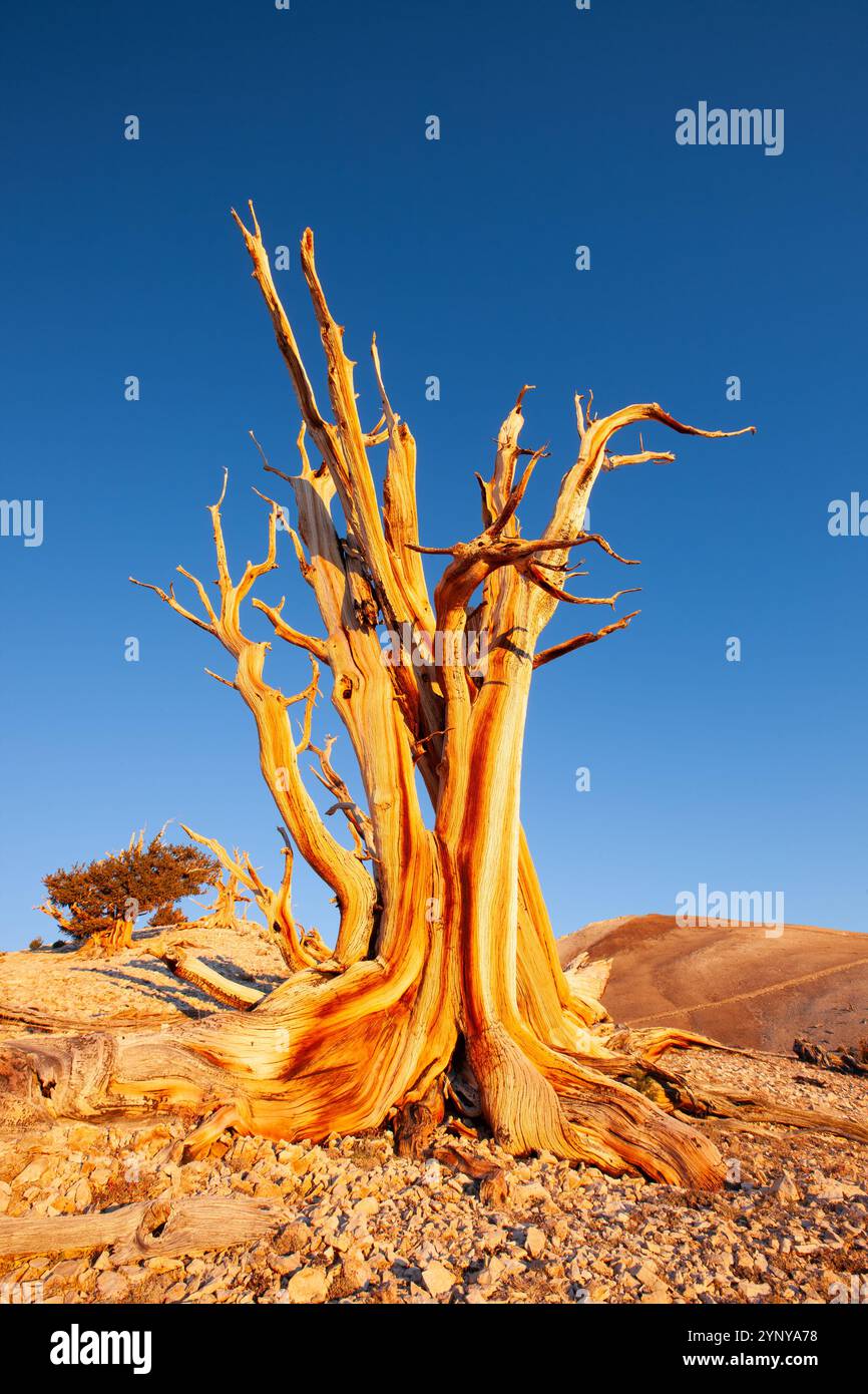Bristlecone Pine trees, Pinus longaeva, Patriarch Grove, White ...