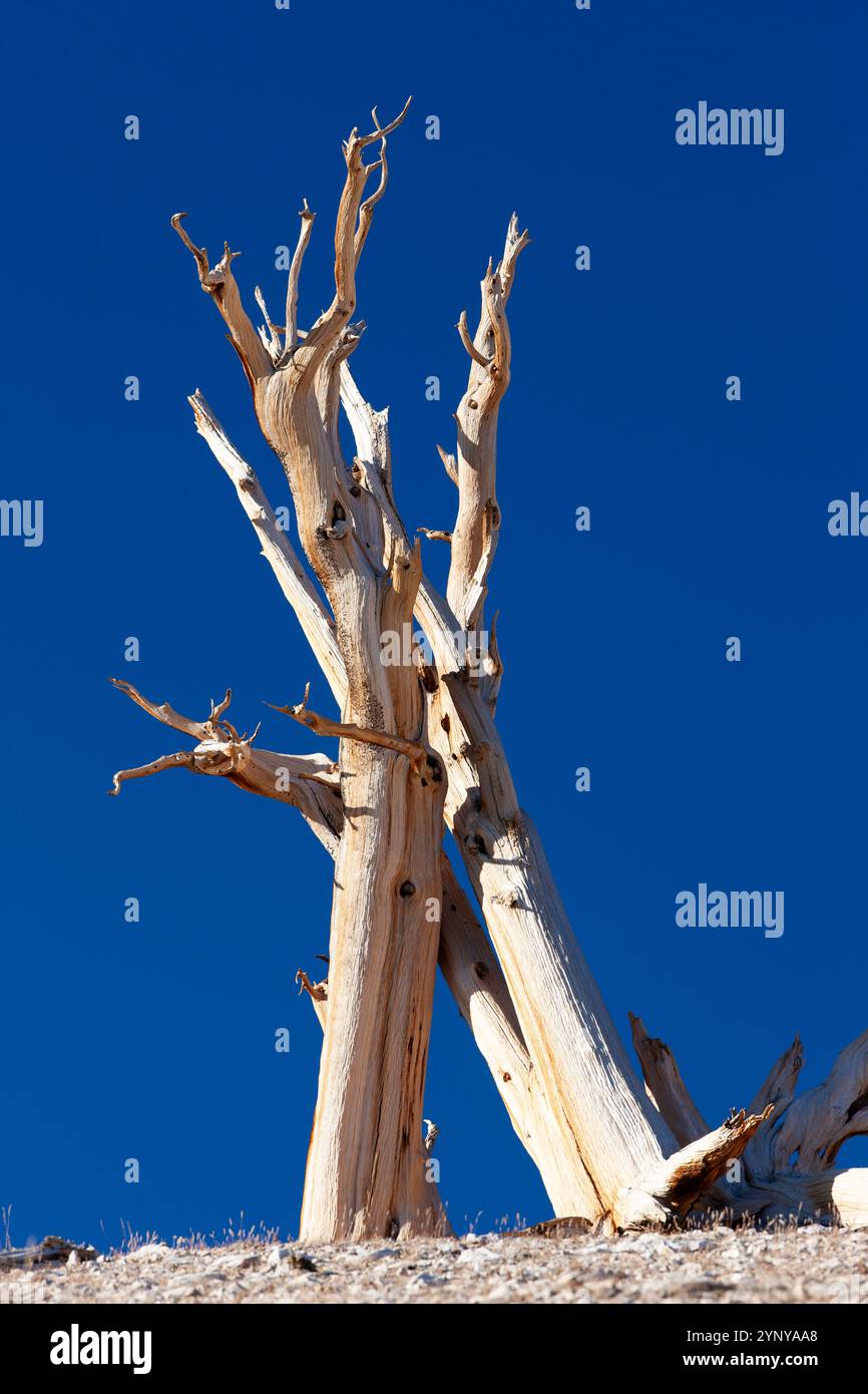 Bristlecone Pine trees, Pinus longaeva, Patriarch Grove, White ...