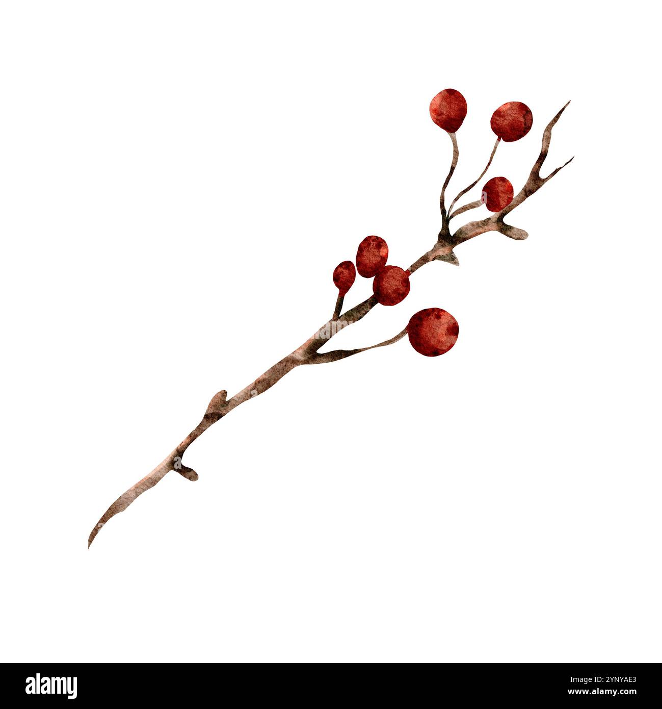 Autumn sprig of rowan with juicy red berries. Hand-painted in ...