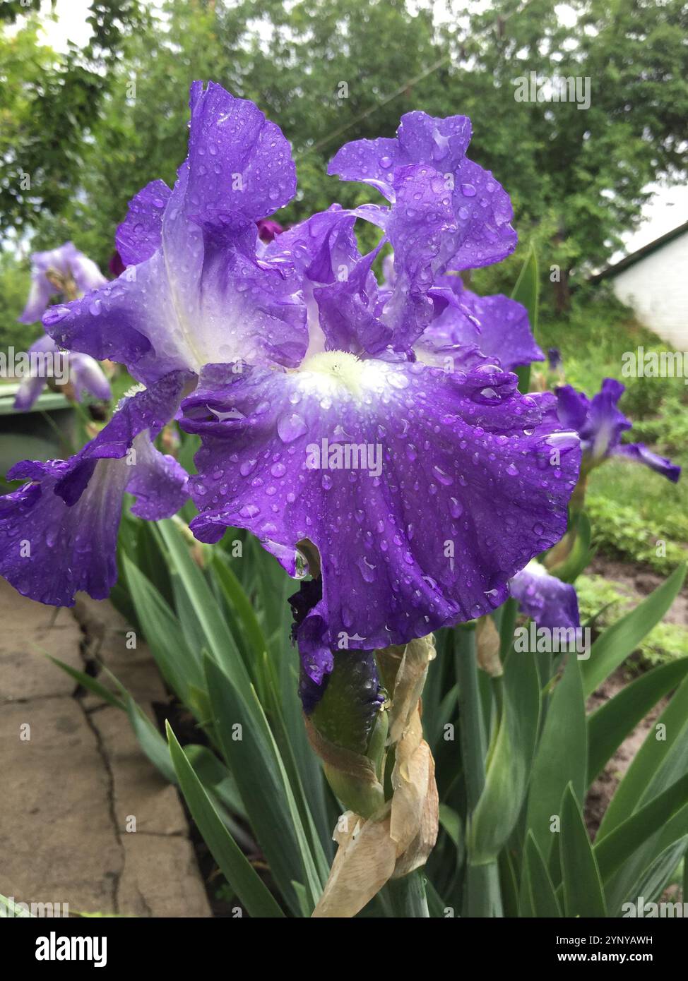 Delicate greenery surrounds hi-res stock photography and images - Alamy