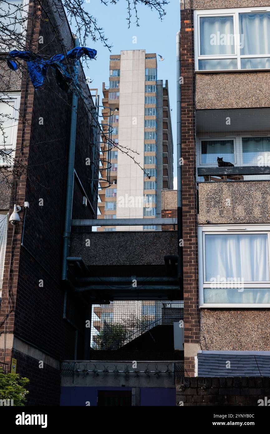 London, UK. 26th November, 2024. A black cat peers out from a balcony ...