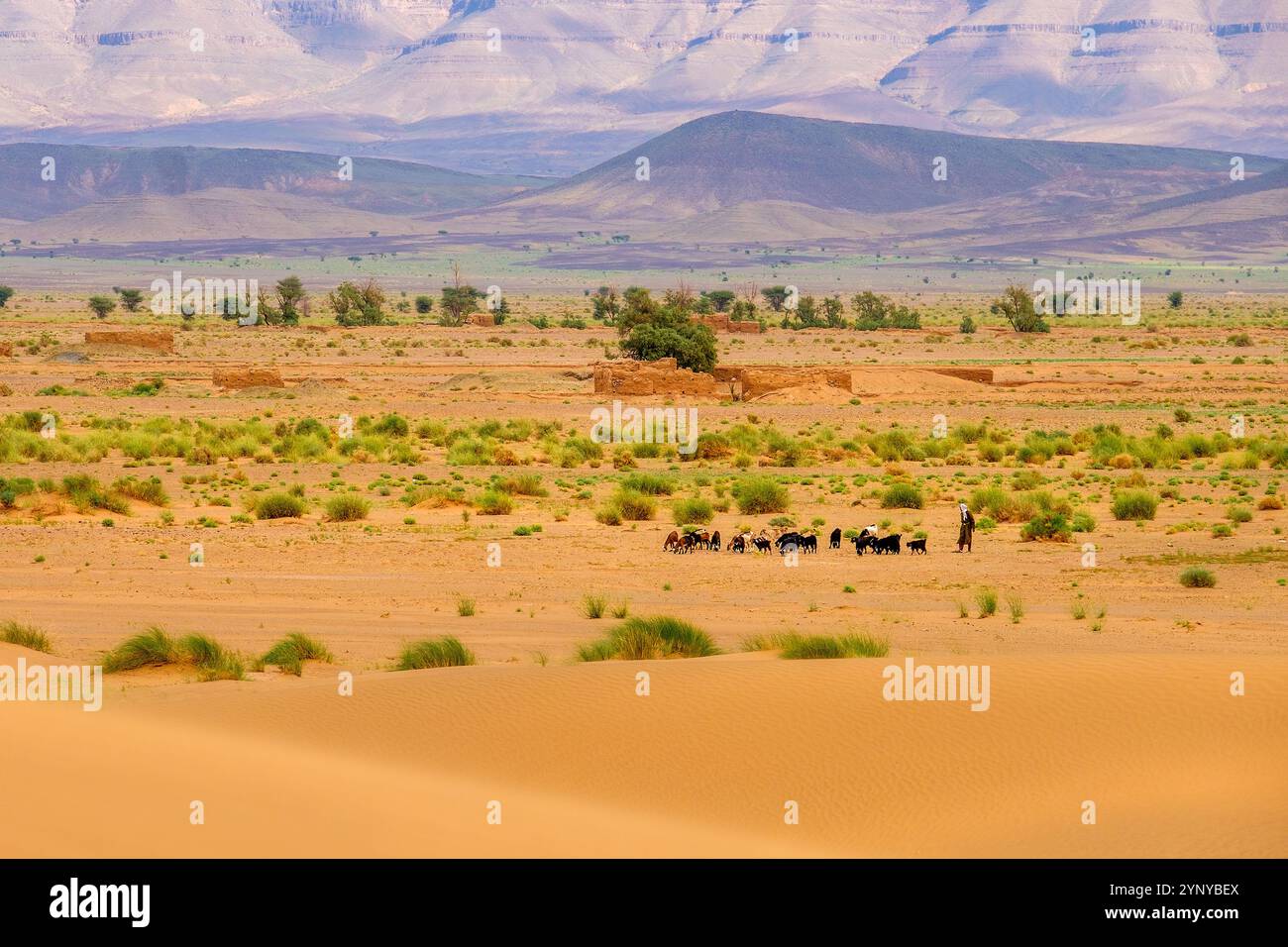 Desert dunes at Tinfou near Zagora on the edge of the Sahara in Morocco ...