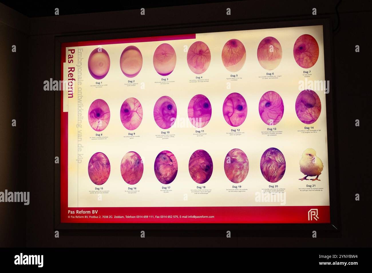 Screen showing the sequence of how a chick grows inside a chicken egg ...