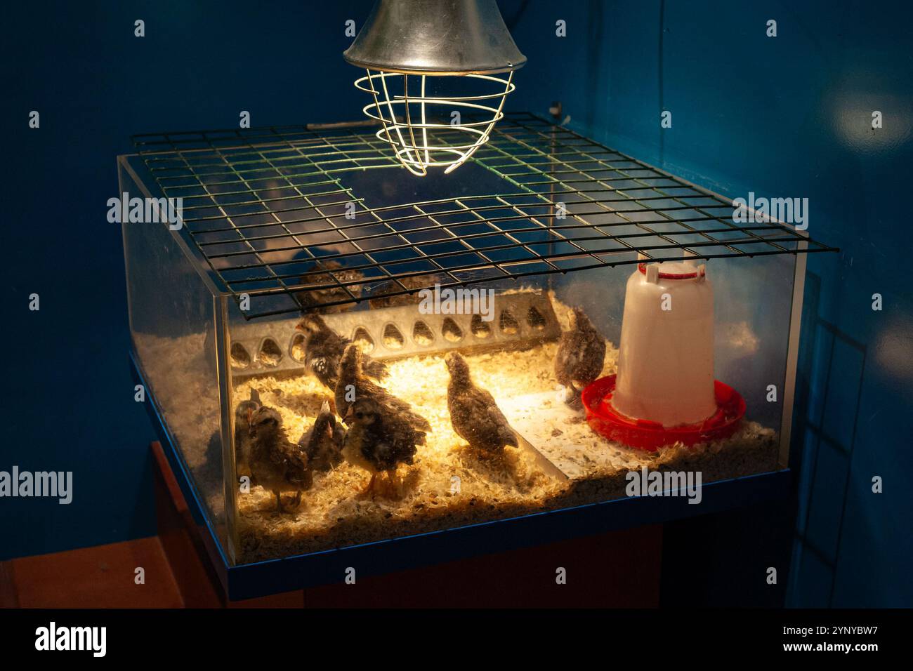 Young chickens with feed and water under a lamp at the Poultry Museum ...