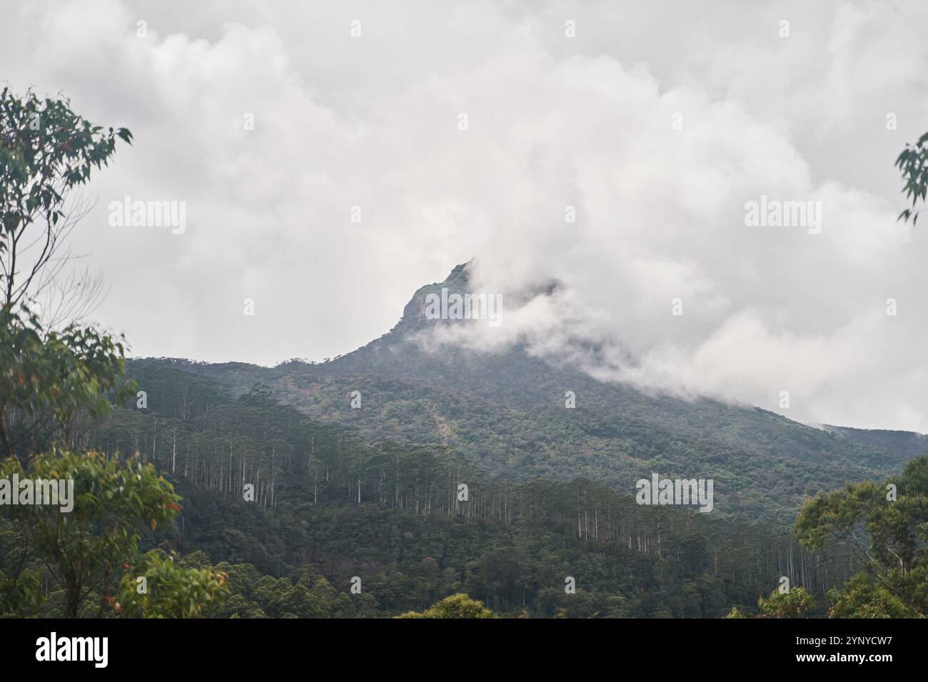 View of the sacred mountain Adam peak. Mount Sri Pada in Sri Lanka is a ...