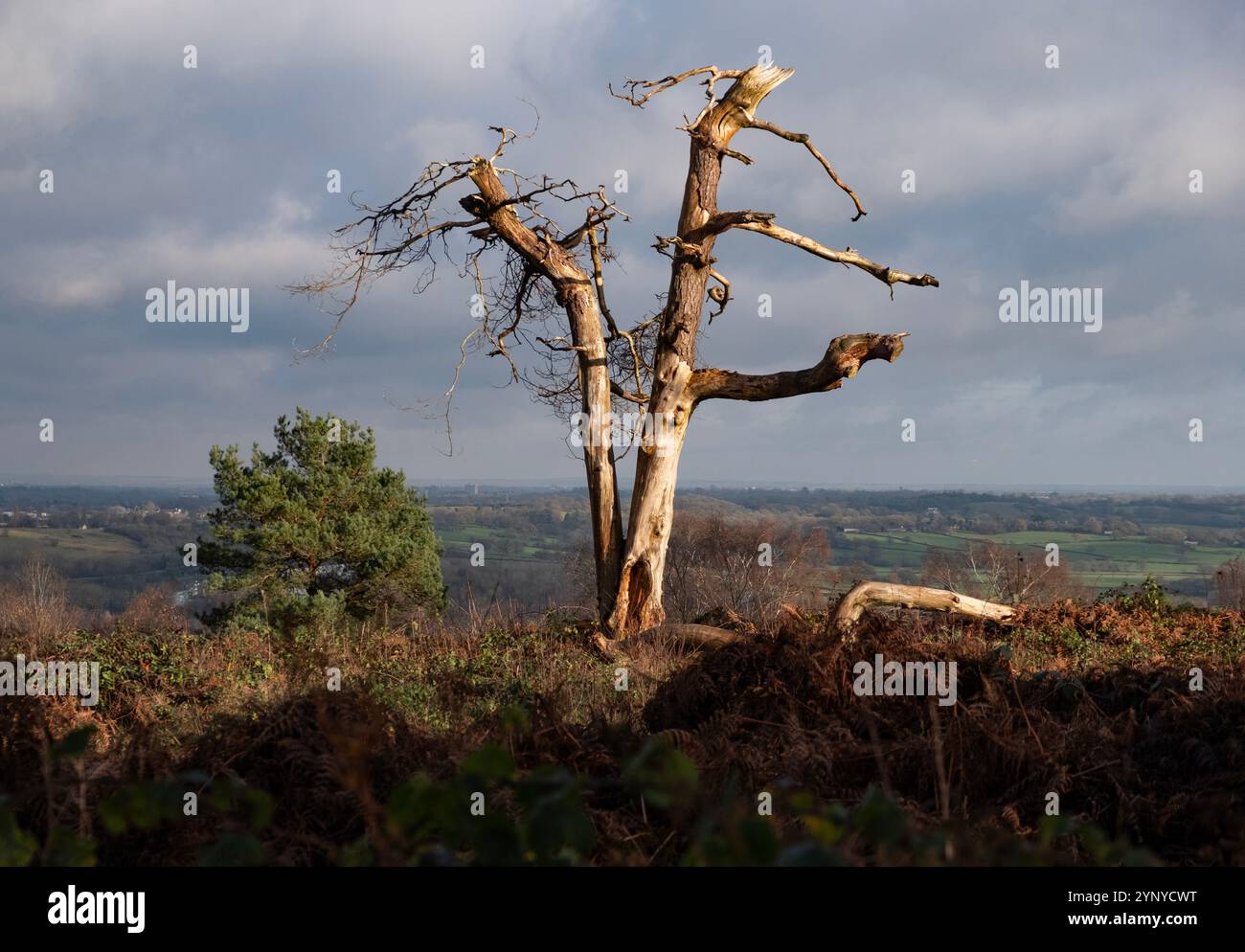 Dead fir tree hi-res stock photography and images - Alamy