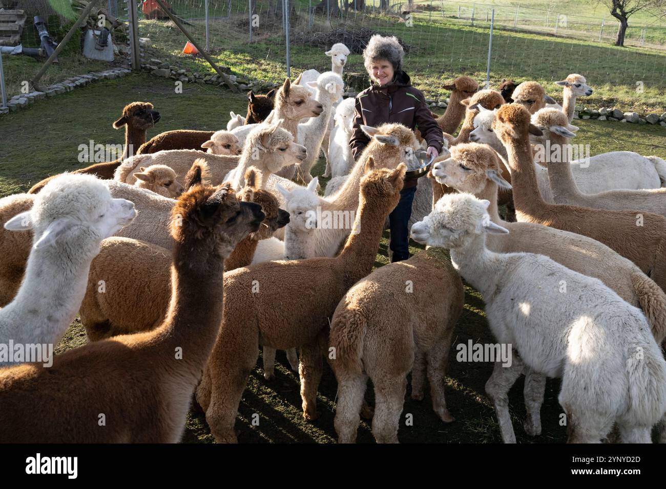 PRODUCTION - 27 November 2024, Saxony, Hartmannsdorf: Martina Hofmann feeds female alpacas in a ...