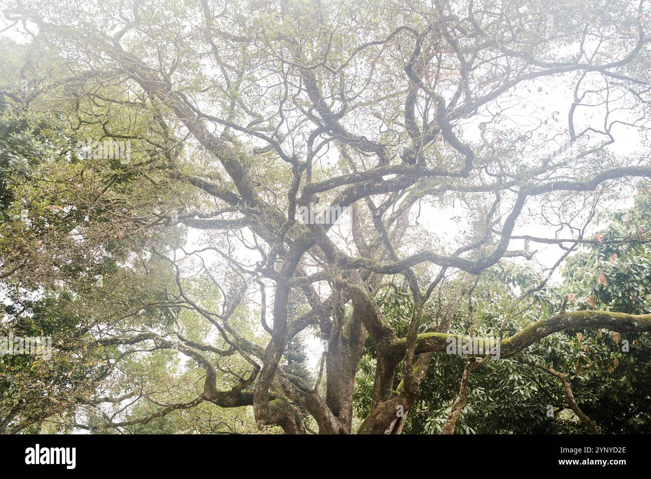 Old big tree with twisting branches in Royal Botanical Garden in Sri ...
