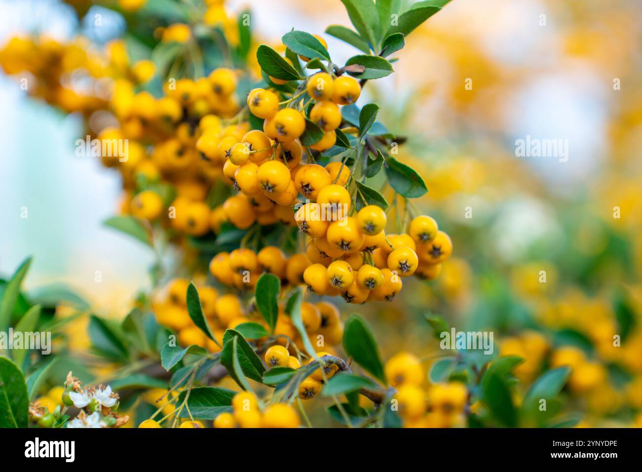 Fire thorn with yellow Pyracantha fruits in autumn Stock Photo - Alamy