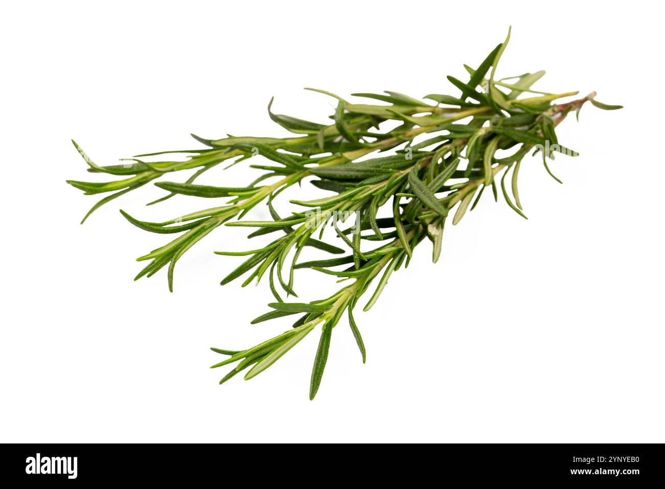 Rosemary isolated on white background. Set of rosemary branches with ...