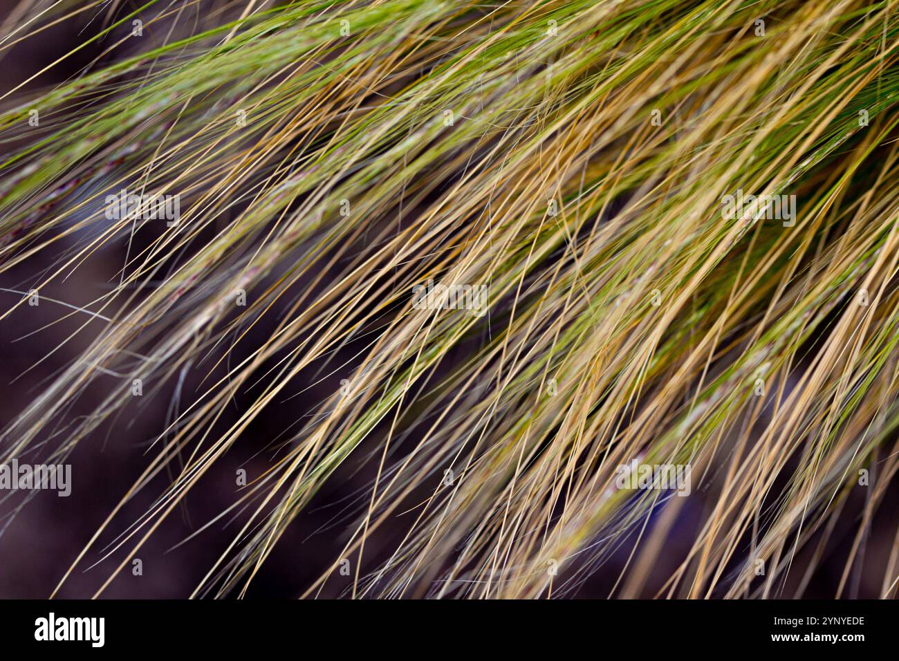 Hair grasses hi-res stock photography and images - Alamy