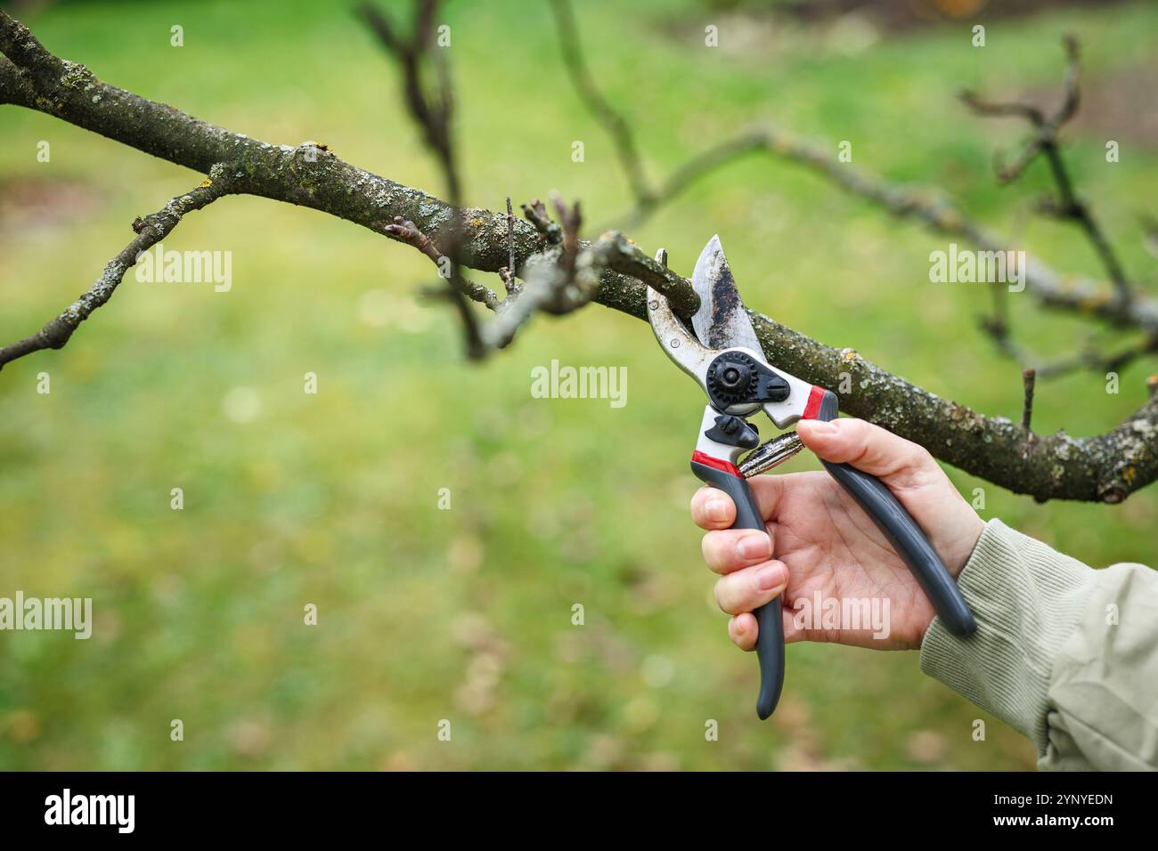 Pruning tree in garden. Female gardener is cutting branch of apple tree ...