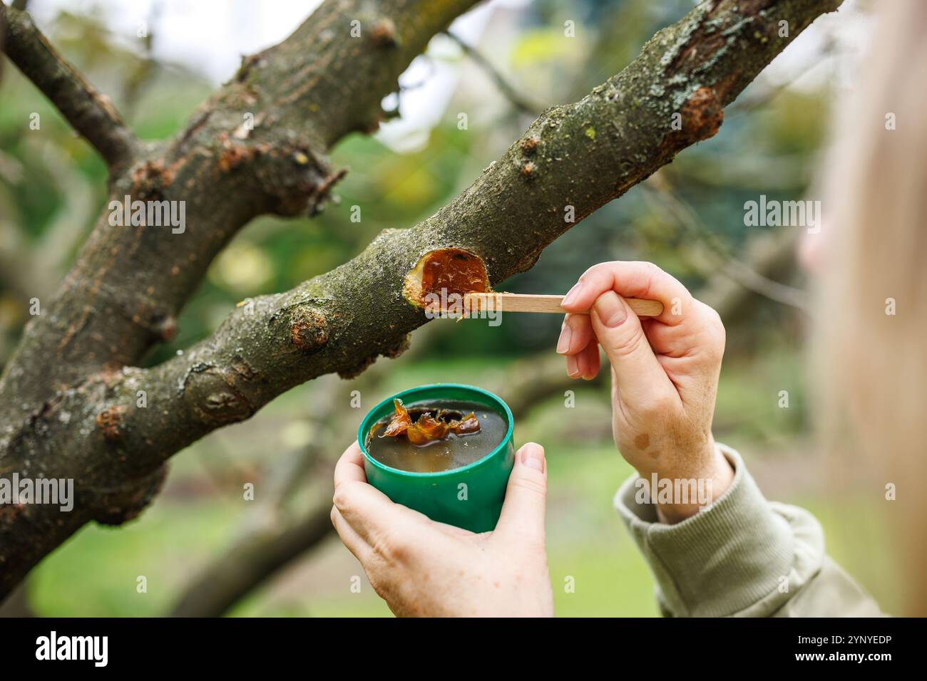 Female gardener is applying tree wound dressing or grafting wax to ...