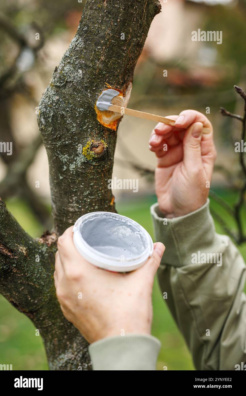 Female gardener is applying tree pruning sealer or wound dressing to ...