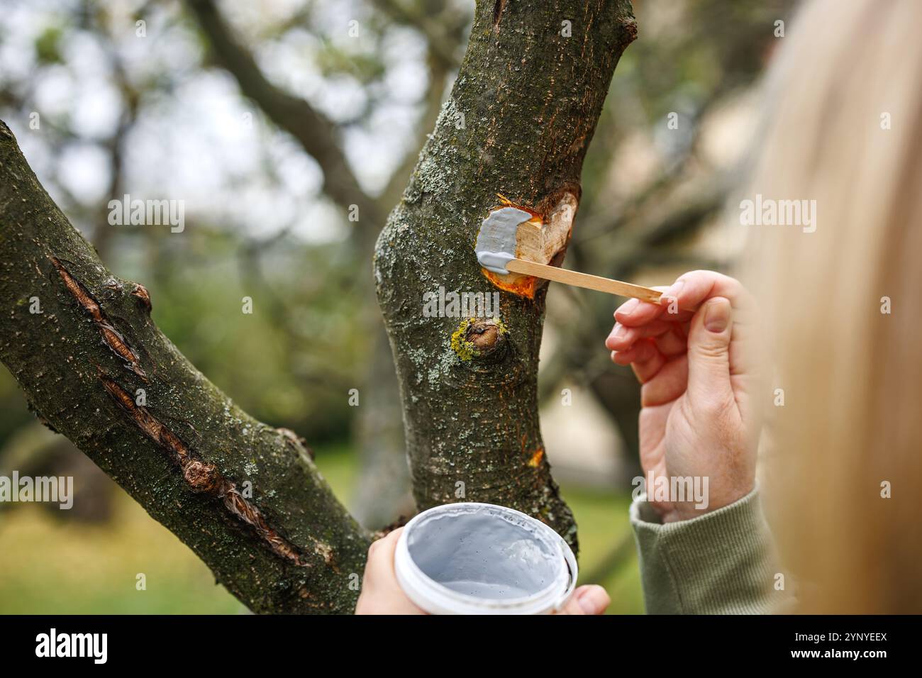 Female gardener is applying tree pruning sealer or wound dressing to ...