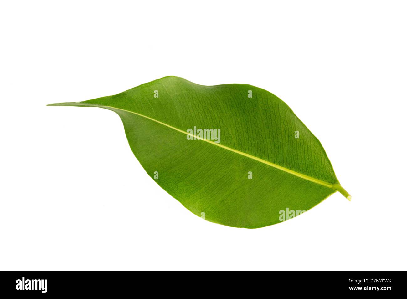 Ficus benjamina is a plant species belonging to the Ficus genus Stock ...