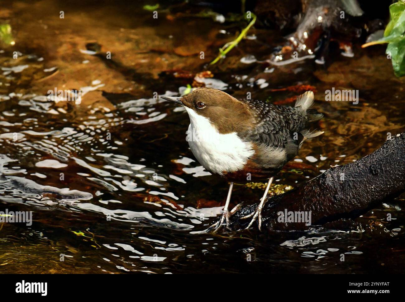 Dipper environment hi-res stock photography and images - Alamy