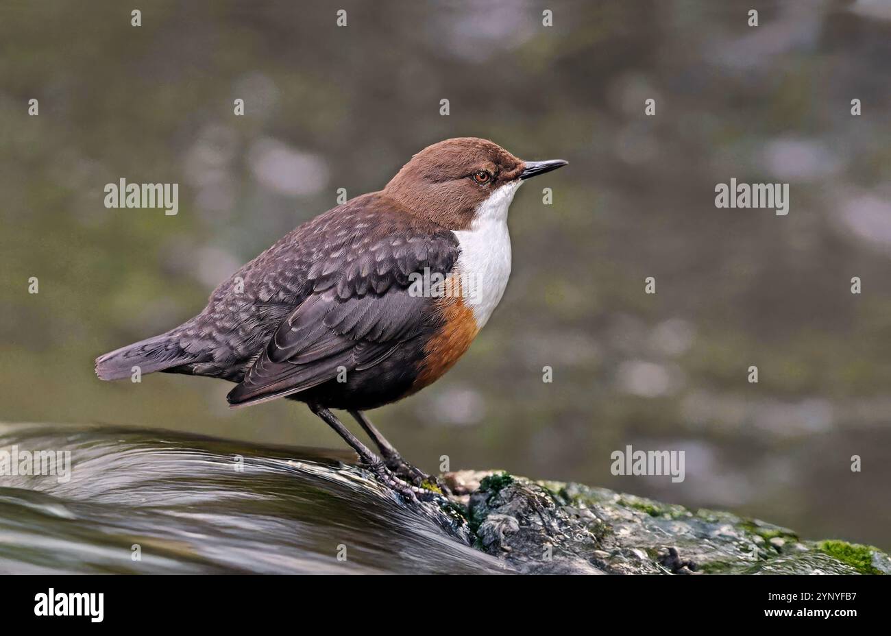 Dipper habitat hi-res stock photography and images - Alamy
