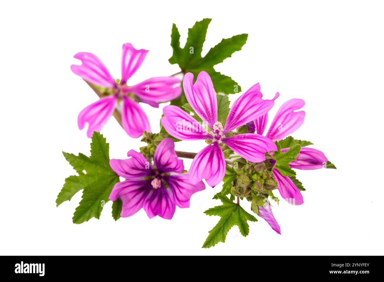 Malva vulgaris plant hi-res stock photography and images - Alamy