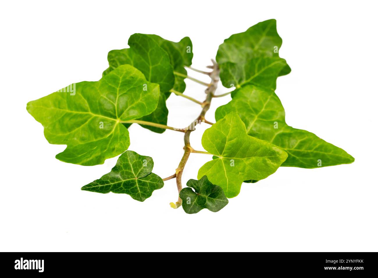 Hedera helix is a species of ivy from the Araliaceae family Stock Photo ...
