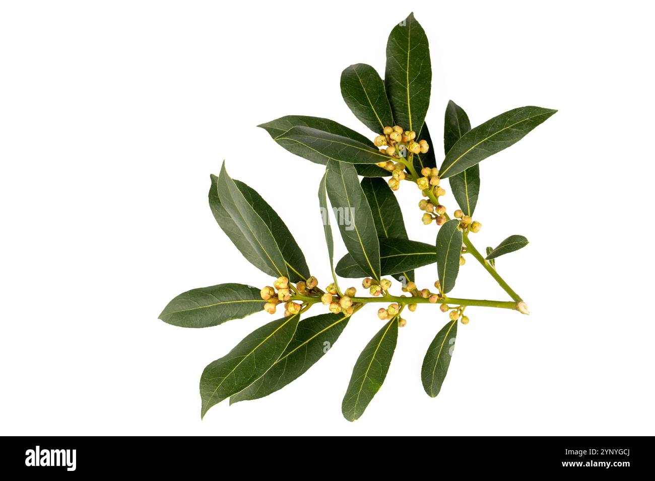 Fresh green daphne leaves Cut Out Stock Images & Pictures - Alamy