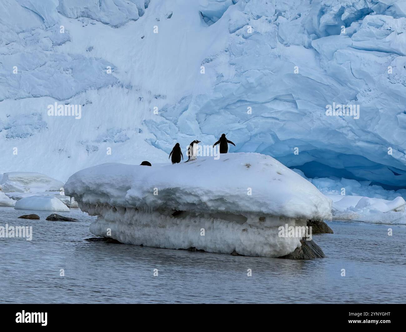 Explore Antarctica 2025. Antarctica mountains, sea and penguin in South ...