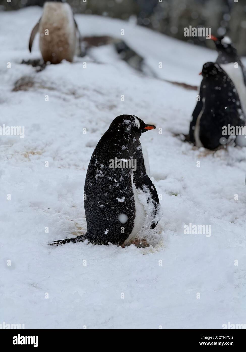 Explore Antarctica 2025. Antarctica mountains, sea and penguin in South ...