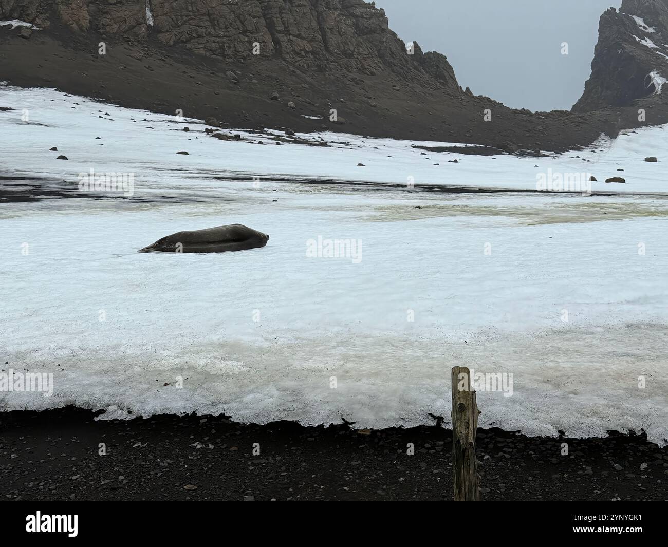 Explore Antarctica 2025. Antarctica mountains, sea and penguin in South ...