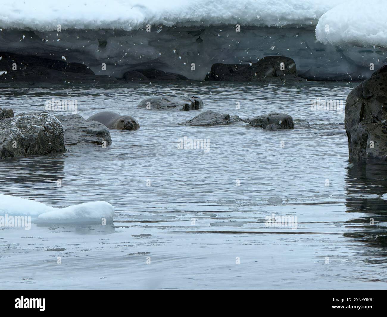 Explore Antarctica 2025. Antarctica mountains, sea and penguin in South ...