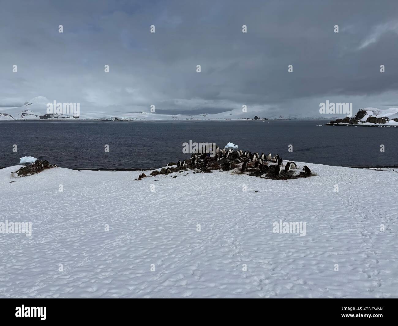 Explore Antarctica 2025. Antarctica mountains, sea and penguin in South ...