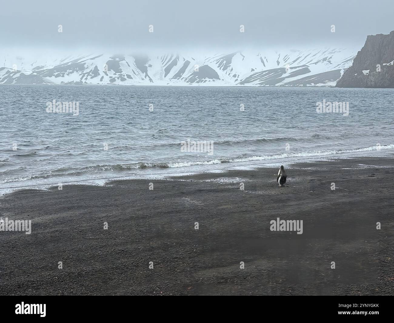 Explore Antarctica 2025. Antarctica mountains, sea and penguin in South ...