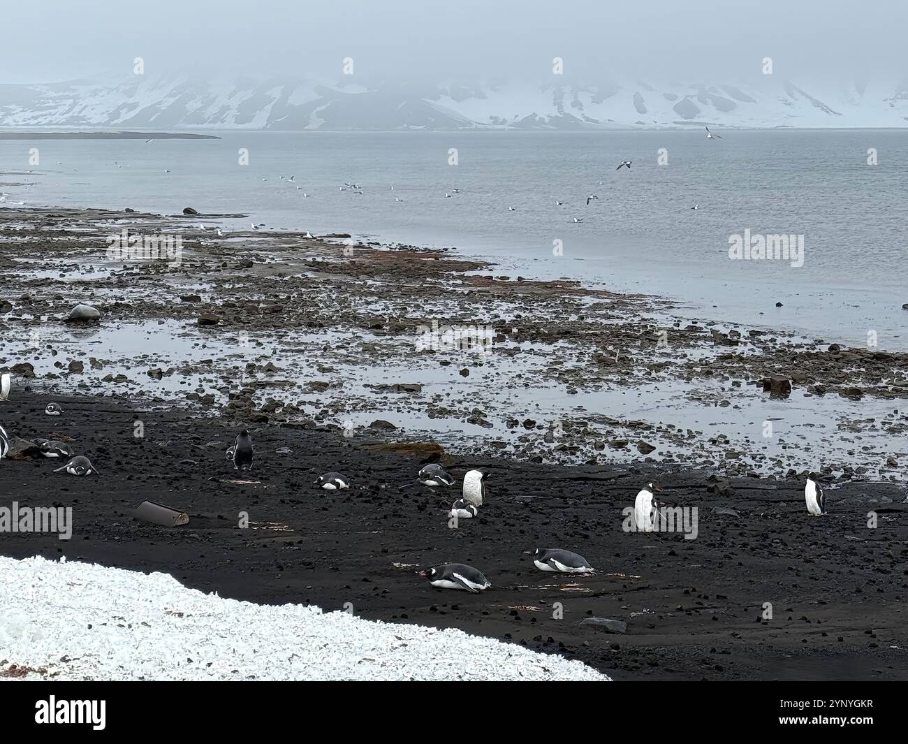 Explore Antarctica 2025. Antarctica mountains, sea and penguin in South ...