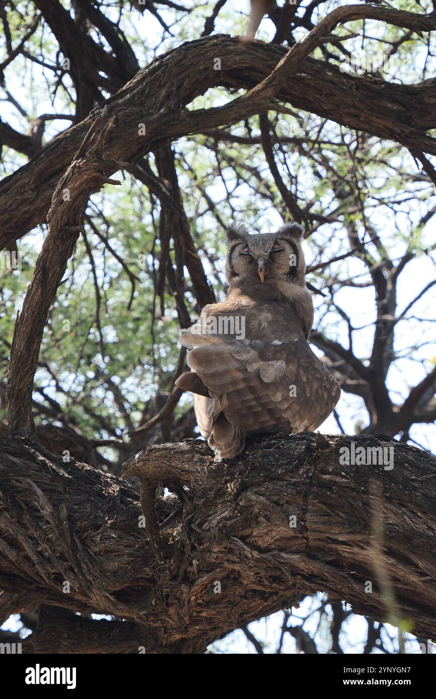The largest, heaviest owl in Africa, fairly common in the Okavango ...