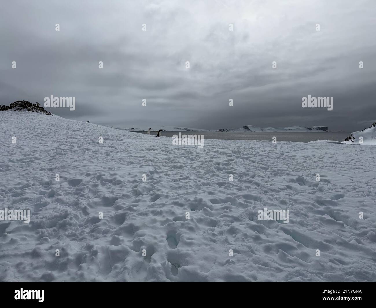 Explore Antarctica 2025. Antarctica mountains, sea and penguin in South ...