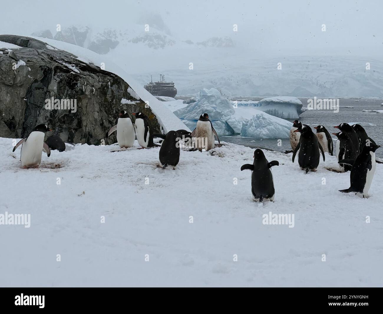 Explore Antarctica 2025. Antarctica mountains, sea and penguin in South ...