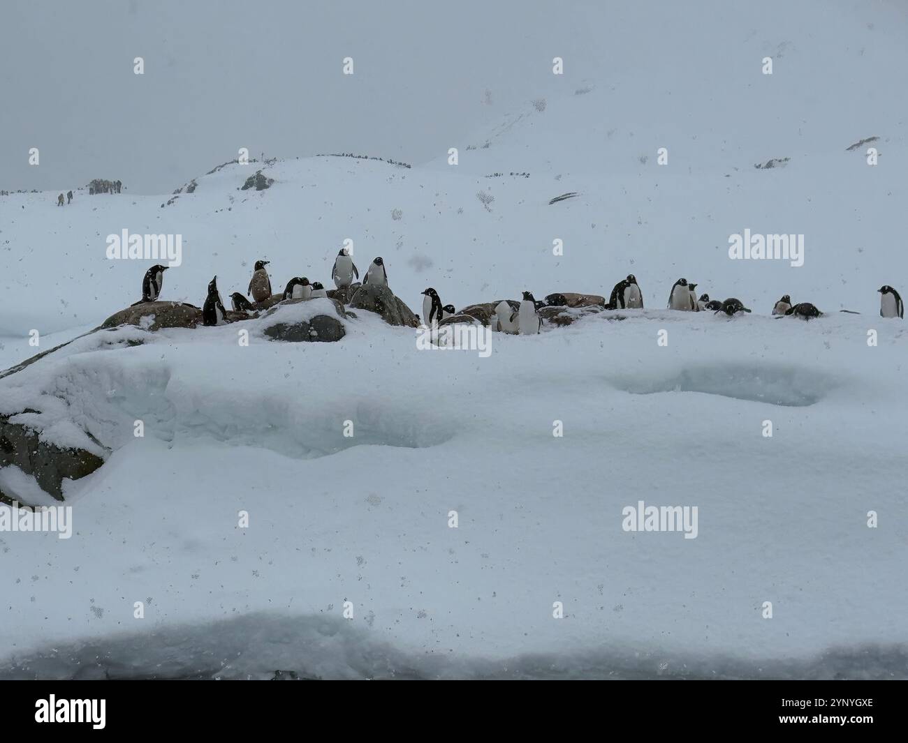 Explore Antarctica 2025. Antarctica mountains, sea and penguin in South ...