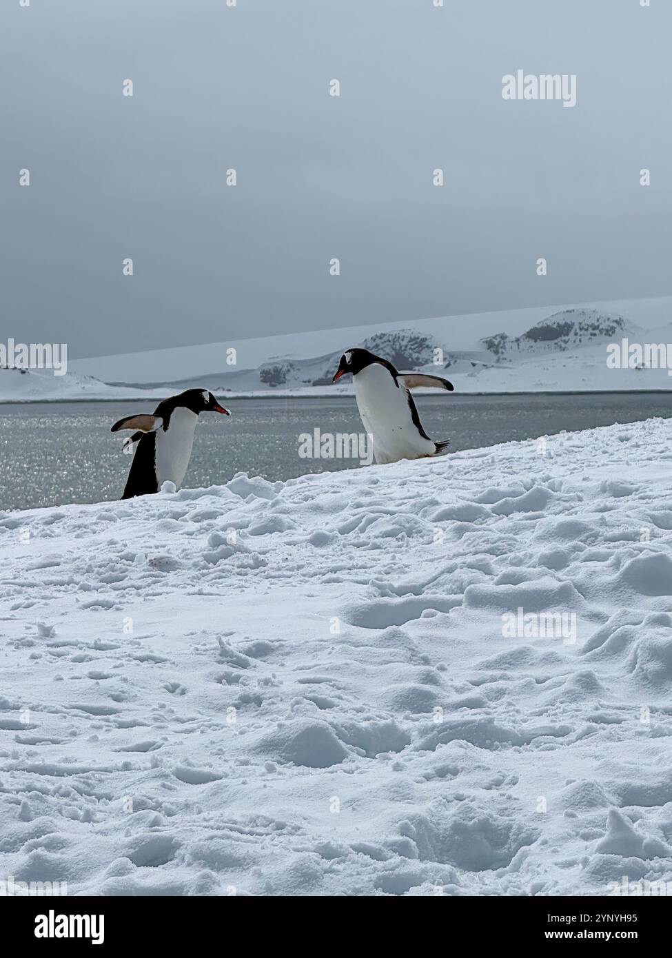 Explore Antarctica 2025. Antarctica mountains, sea and penguin in South ...