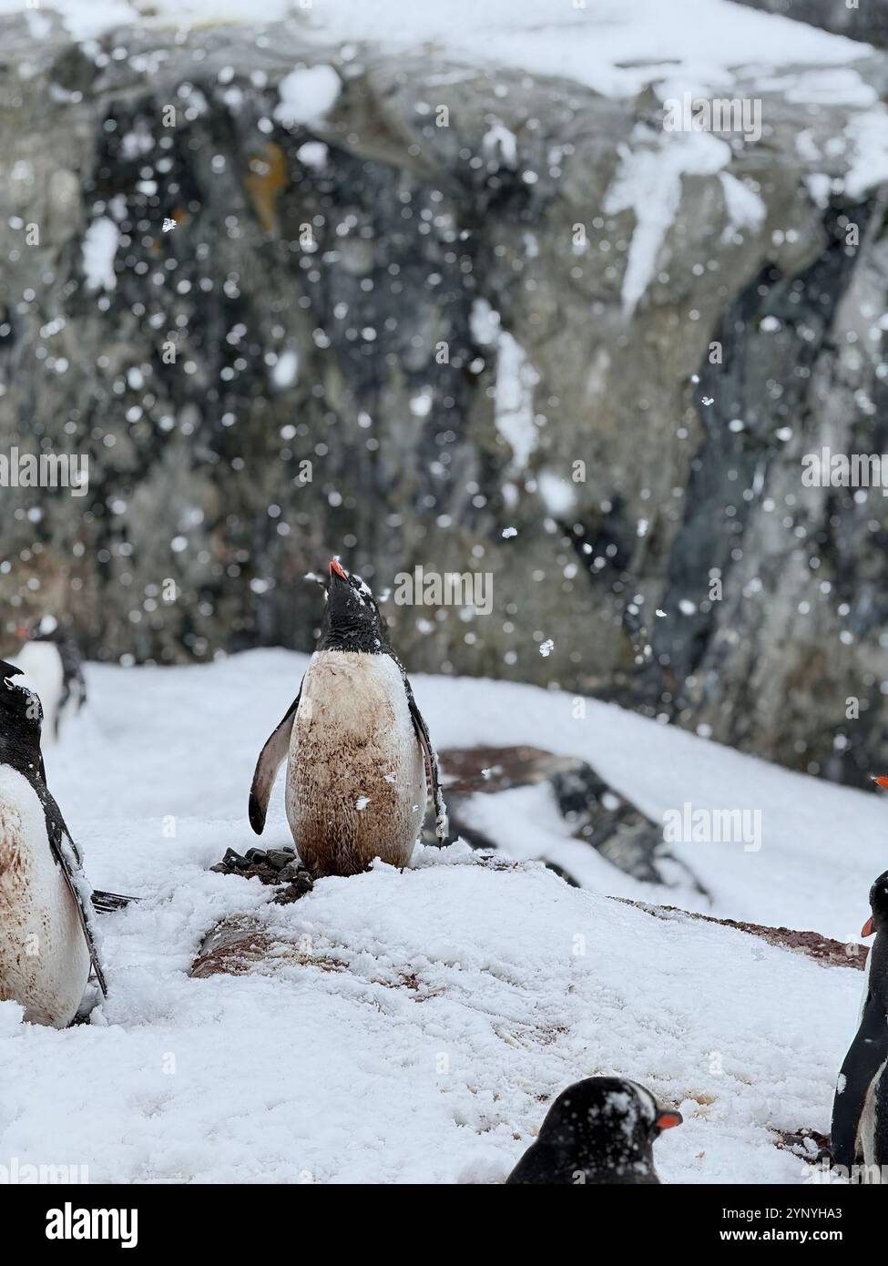 Explore Antarctica 2025. Antarctica mountains, sea and penguin in South ...