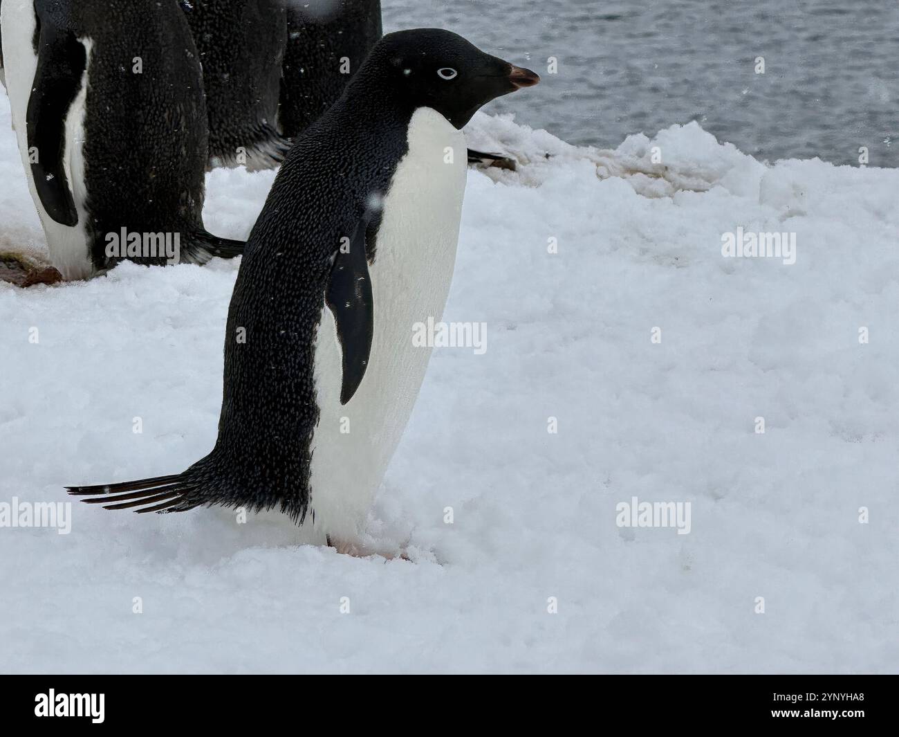 Explore Antarctica 2025. Antarctica mountains, sea and penguin in South ...
