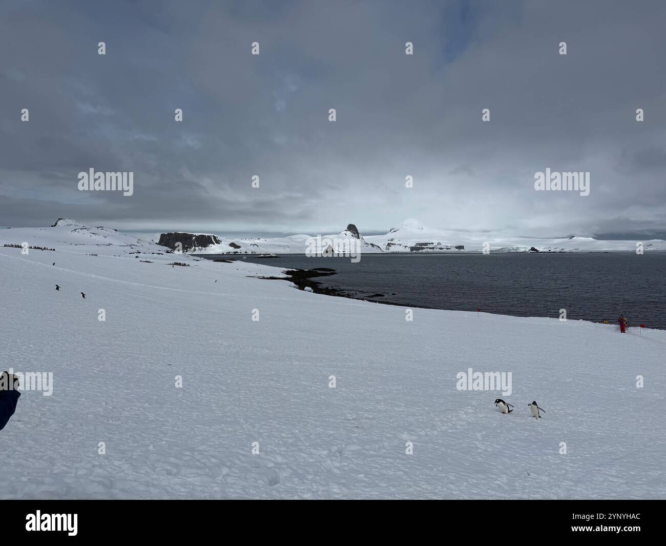 Explore Antarctica 2025. Antarctica mountains, sea and penguin in South ...