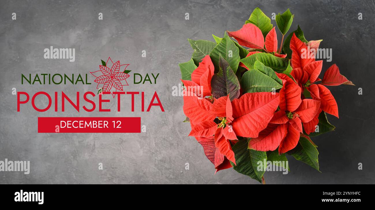 Christmas plant on grey background, top view. Banner for National ...
