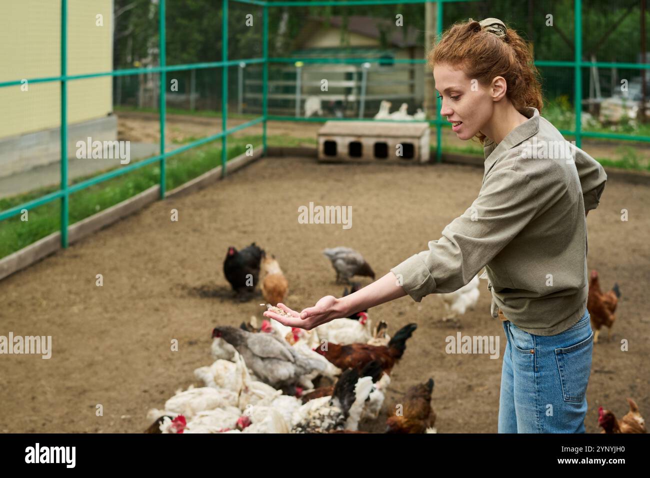 Broiler chickens feeding hi-res stock photography and images - Alamy